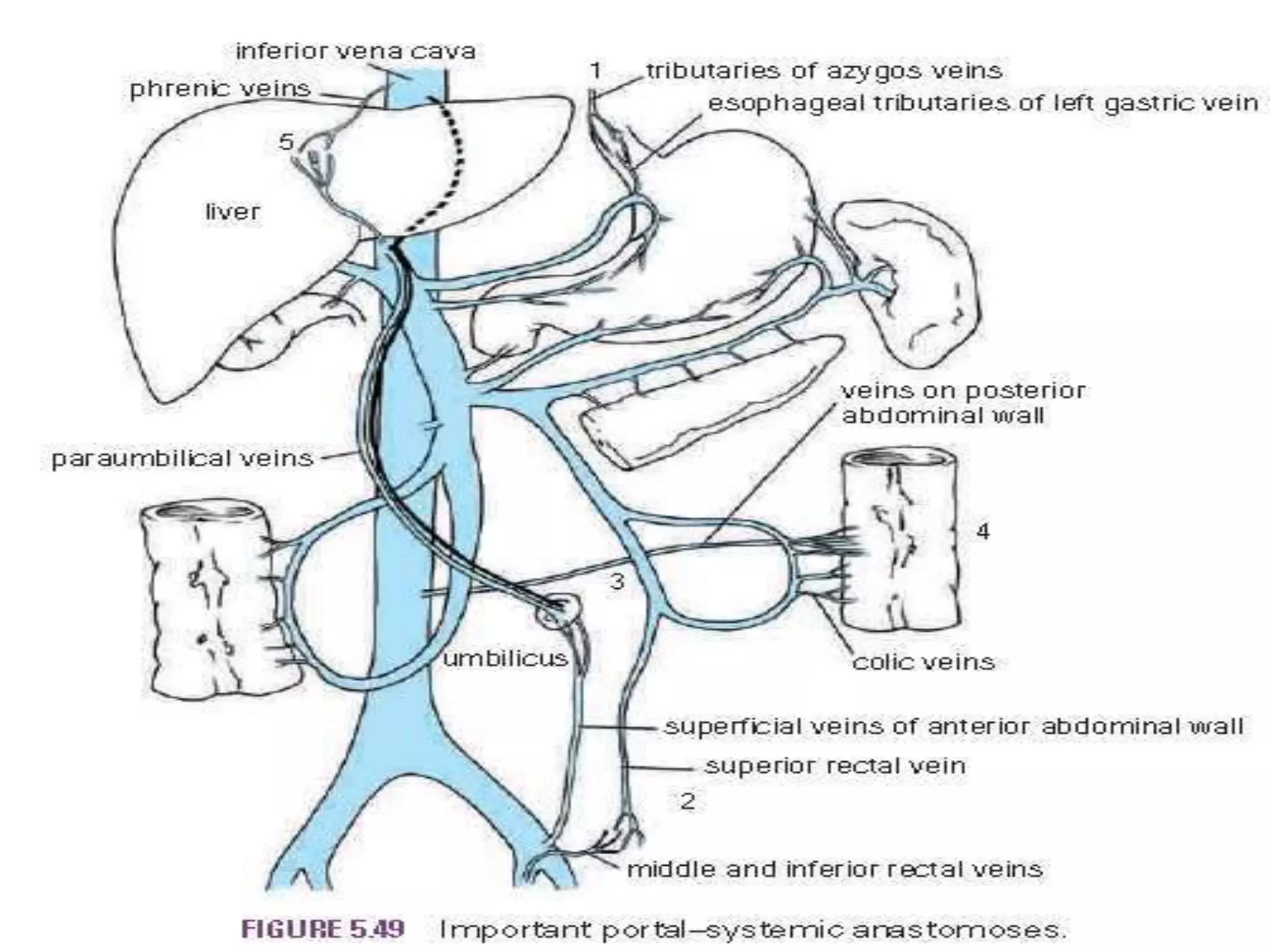 Enterohepatic circulation and Hepatic Portal circulation | PPTX