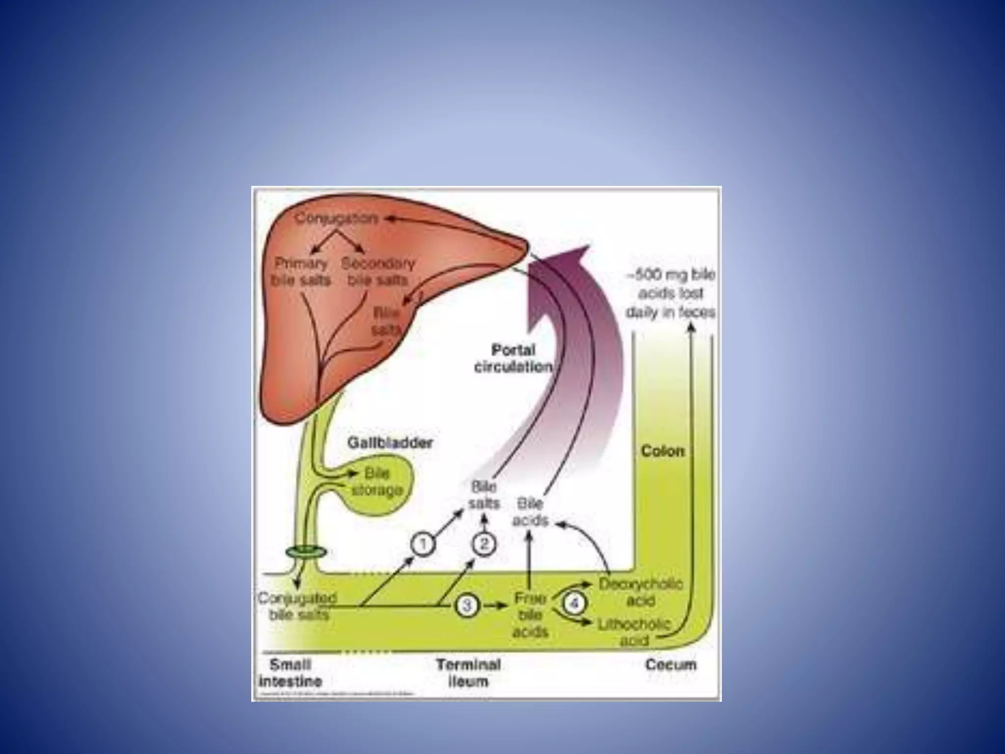 Enterohepatic circulation and Hepatic Portal circulation | PPTX