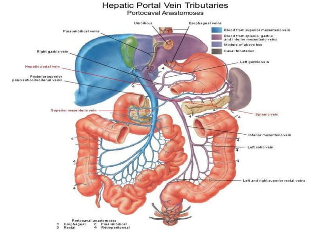 Enterohepatic circulation and Hepatic Portal circulation