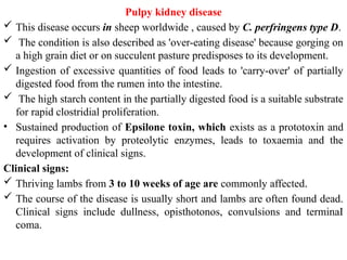 Enteropathogenic_clostridia (1).pp tx clostrdium | PPTX