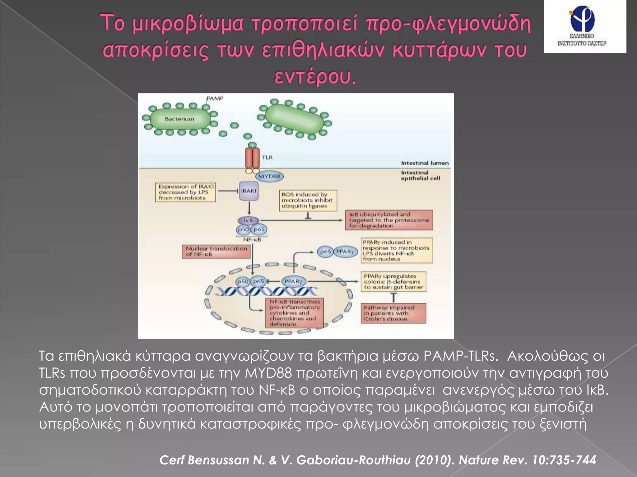 Εντερική χλωρίδα η μικροβιωμα, Ανοσοποιητικό σύστημα-Αυτοάνοσα νοσήματα ...