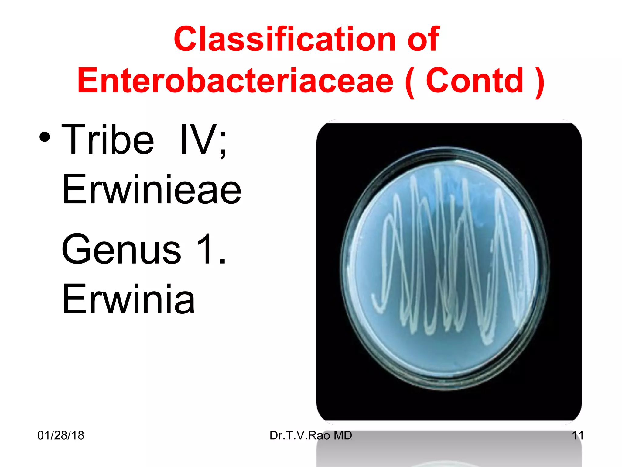 ENTEROBACTERIACEAE for Students in Microbiology by Dr.T.V.Rao MD | PPT