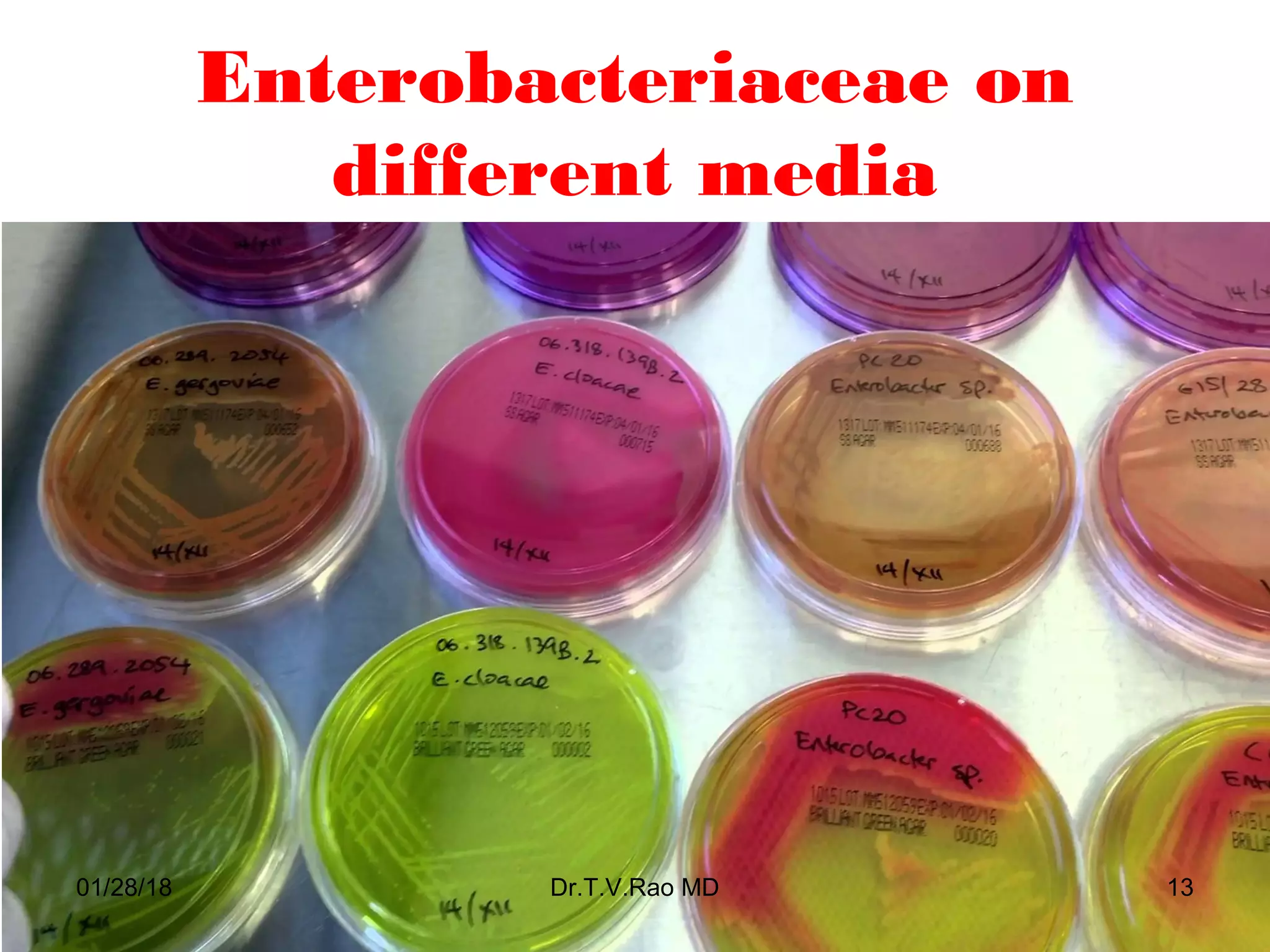 ENTEROBACTERIACEAE for Students in Microbiology by Dr.T.V.Rao MD | PPT