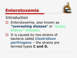 Enterotoxemia ppt | PPT