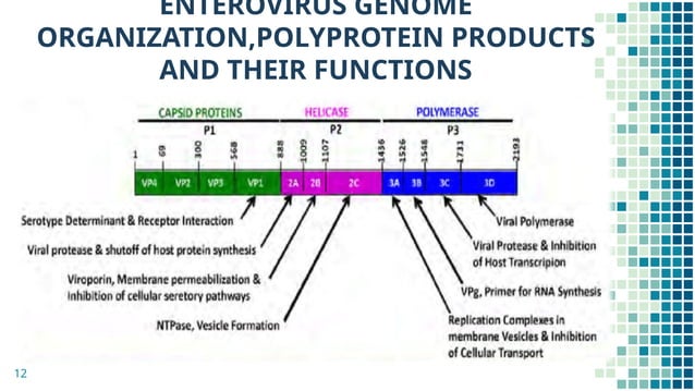 Introduction and Lifecycle of Enterovirus.pptx