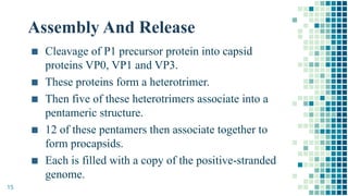 Introduction and Lifecycle of Enterovirus.pptx