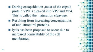 Introduction and Lifecycle of Enterovirus.pptx