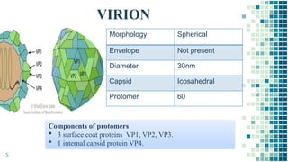 Introduction and Lifecycle of Enterovirus.pptx