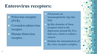 Introduction and Lifecycle of Enterovirus.pptx