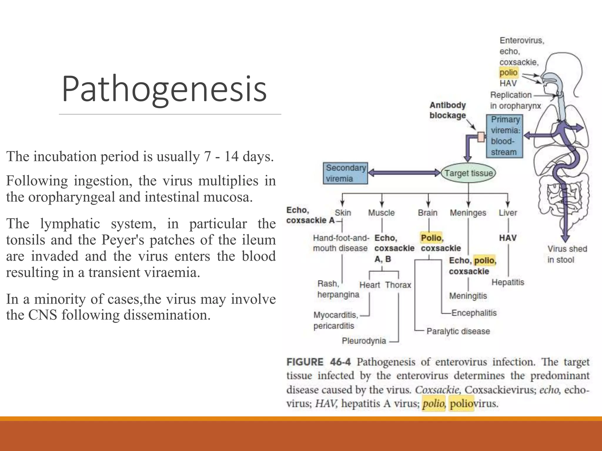 Enteroviruses | PPTX