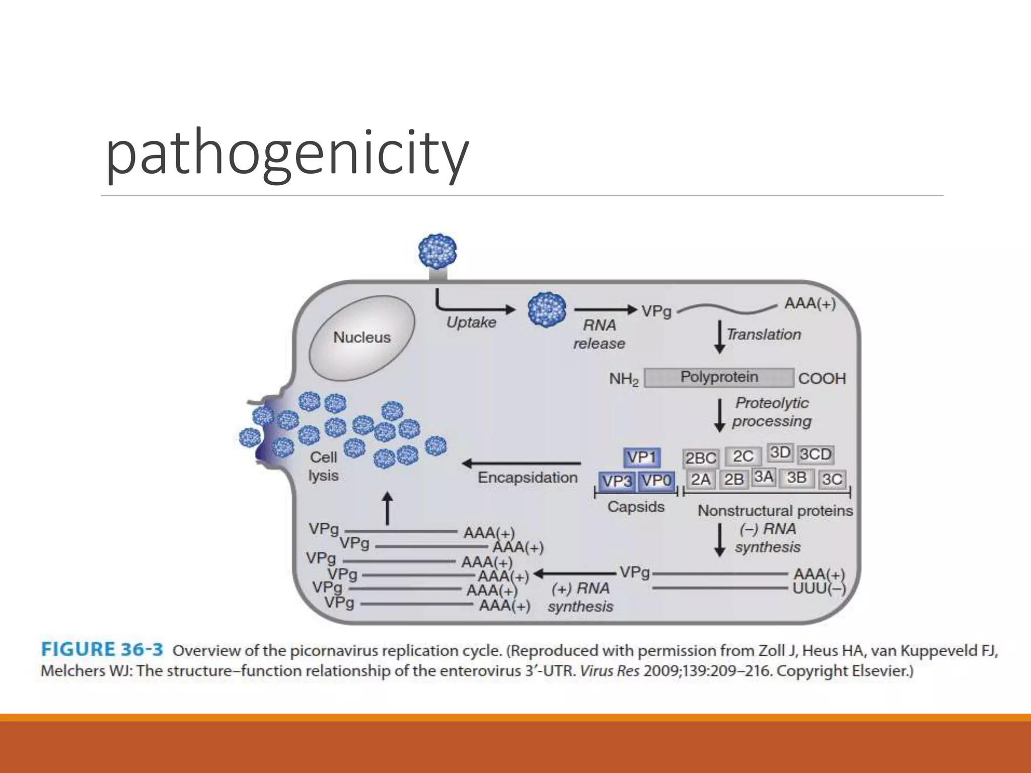 Enteroviruses | PPTX