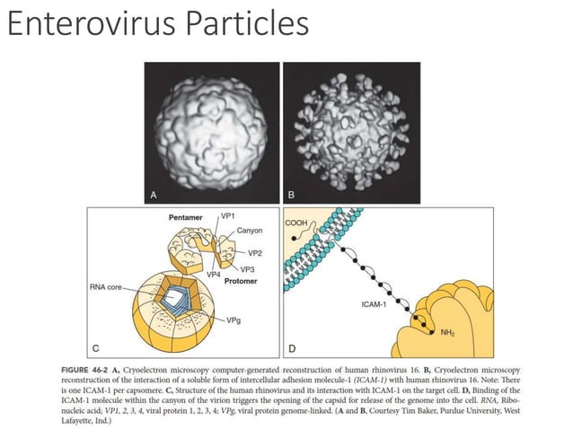 Enteroviruses | PPTX