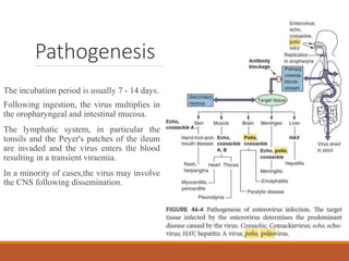 Enteroviruses | PPTX