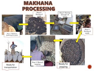 Enterprise Management Capability Through Makhana(Euryale ferox Salisb ...