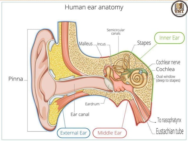 ENT Examination | PPTX