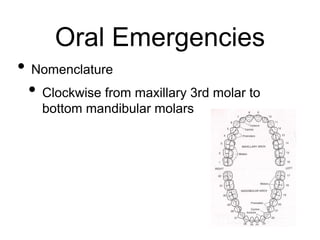 ENT Board Review 2013 Gabriella Minera | PPT
