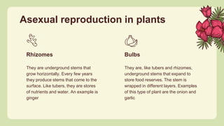 EN The Reproductive Function in Plants by Slidesgo.pptx