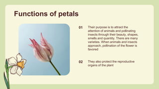 EN The Reproductive Function in Plants by Slidesgo.pptx