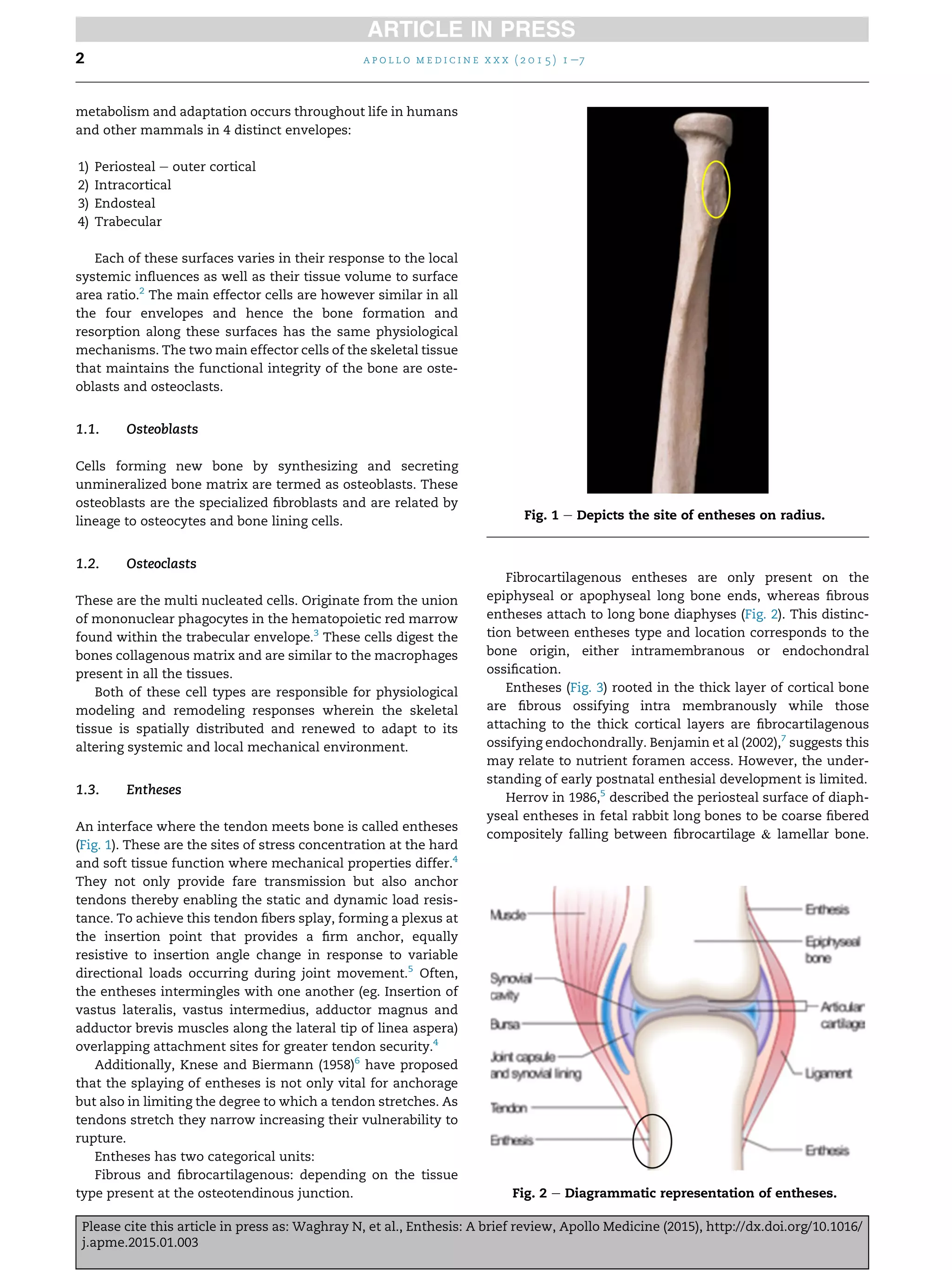 Enthesis: A brief review | PDF