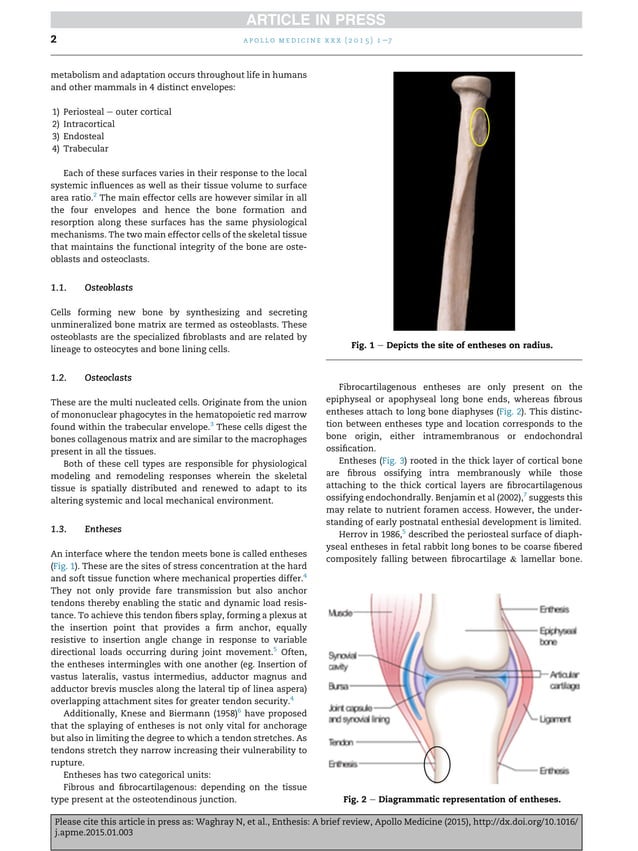 Enthesis: A brief review | PDF