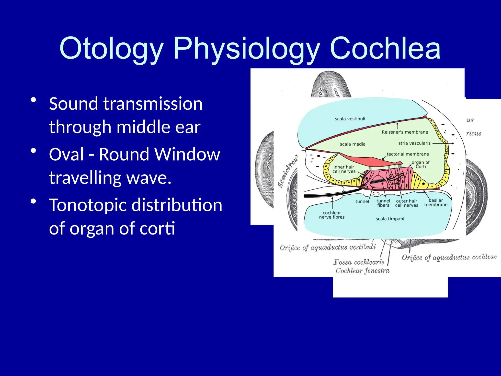 Ear Nose and throat Introduction with brief explanation | PPTX