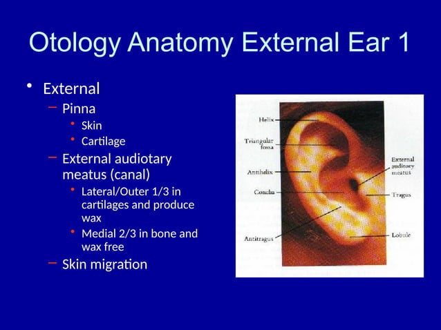 Ear Nose and throat Introduction with brief explanation | PPT