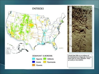 Entisols Presentation | PPT