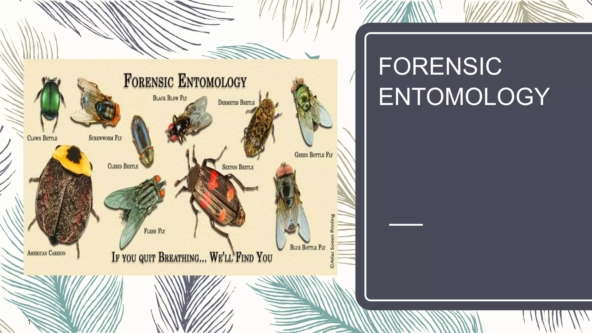 Forensic Entmology | PPTX