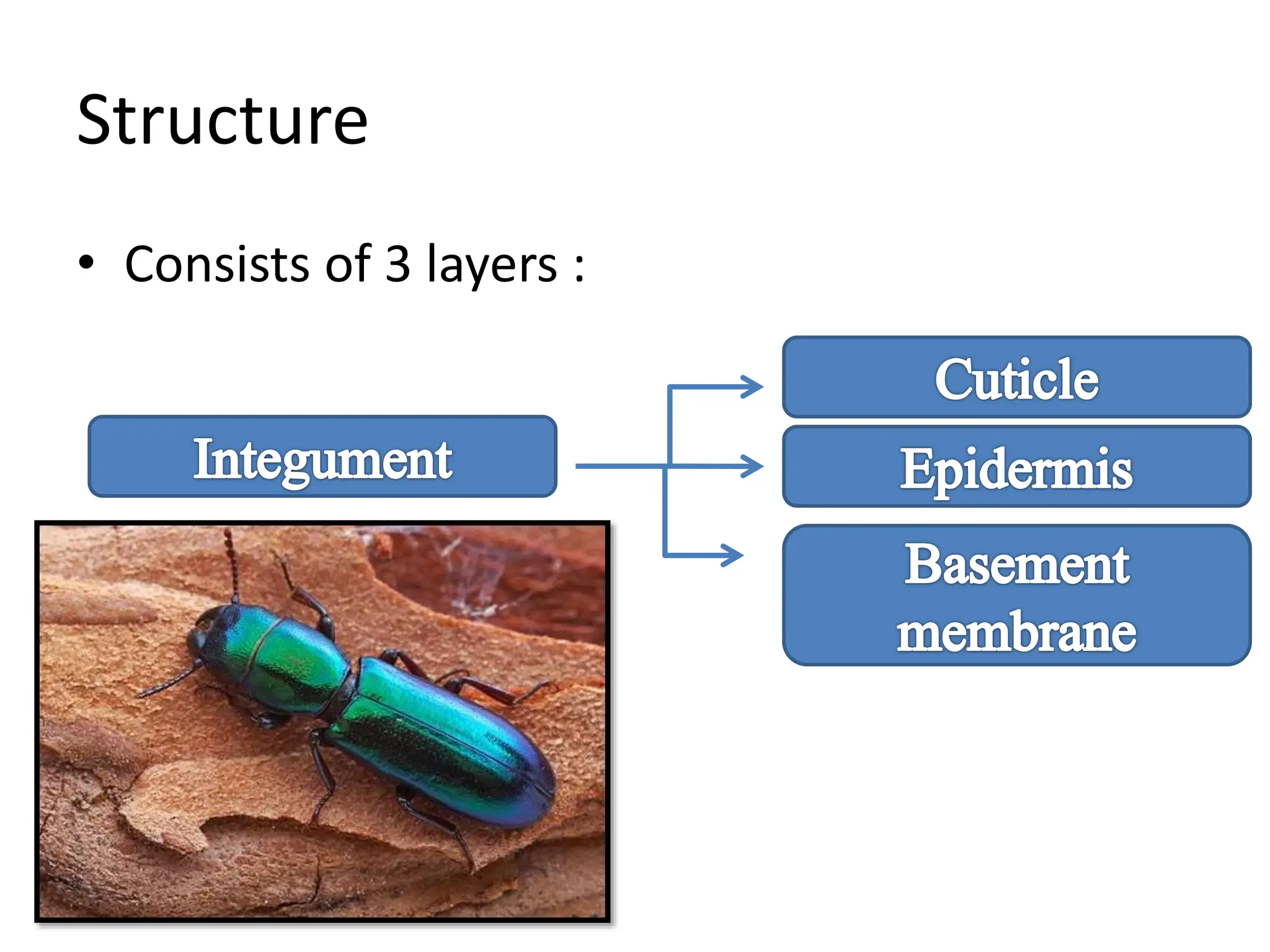 insect anatomy and insect body wall and their physiology | PPTX