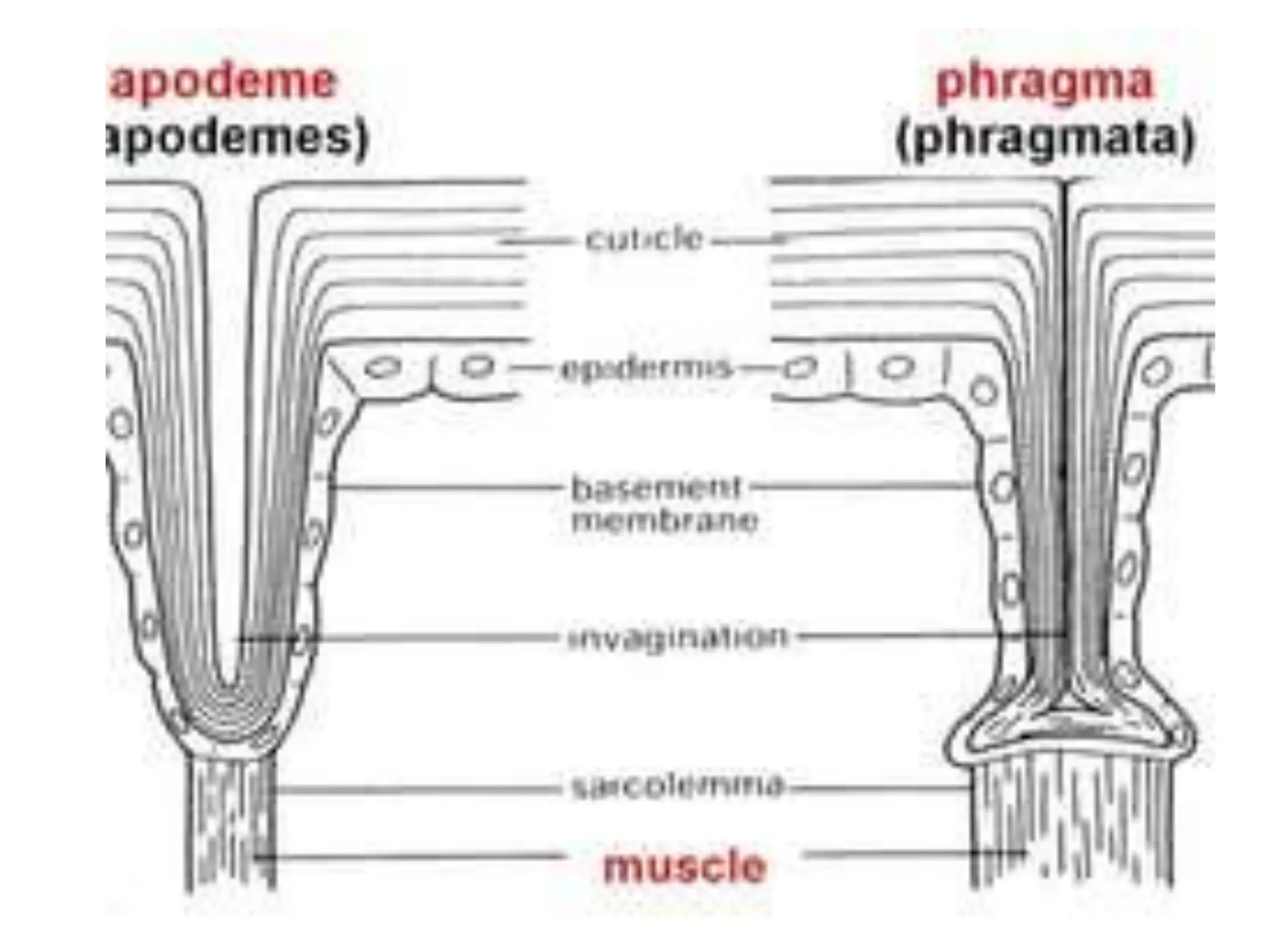 insect anatomy and insect body wall and their physiology | PPTX