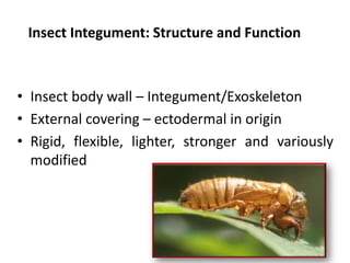 insect anatomy and insect body wall and their physiology | PPTX