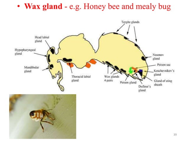 insect anatomy and insect body wall and their physiology | PPTX ...