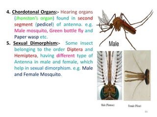 insect anatomy and insect body wall and their physiology | PPTX