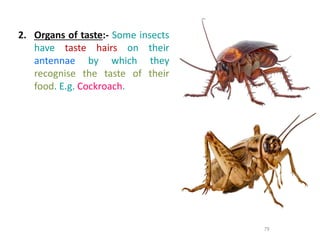 fundamental of entomology all in one topics of entomology | PPTX