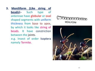 fundamental of entomology all in one topics of entomology | PPTX