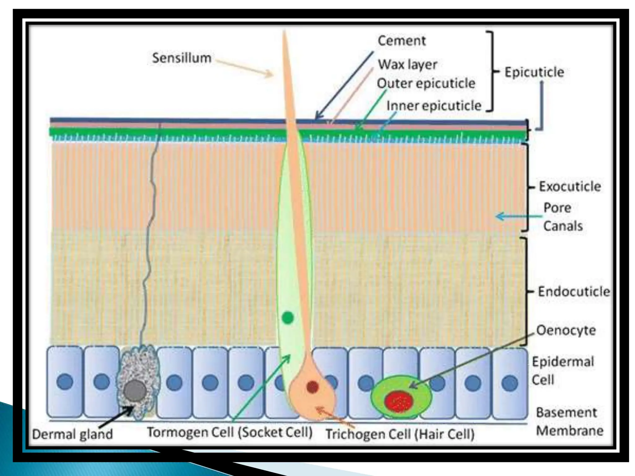 basic entomology with all the anatomy of an insect | PPTX