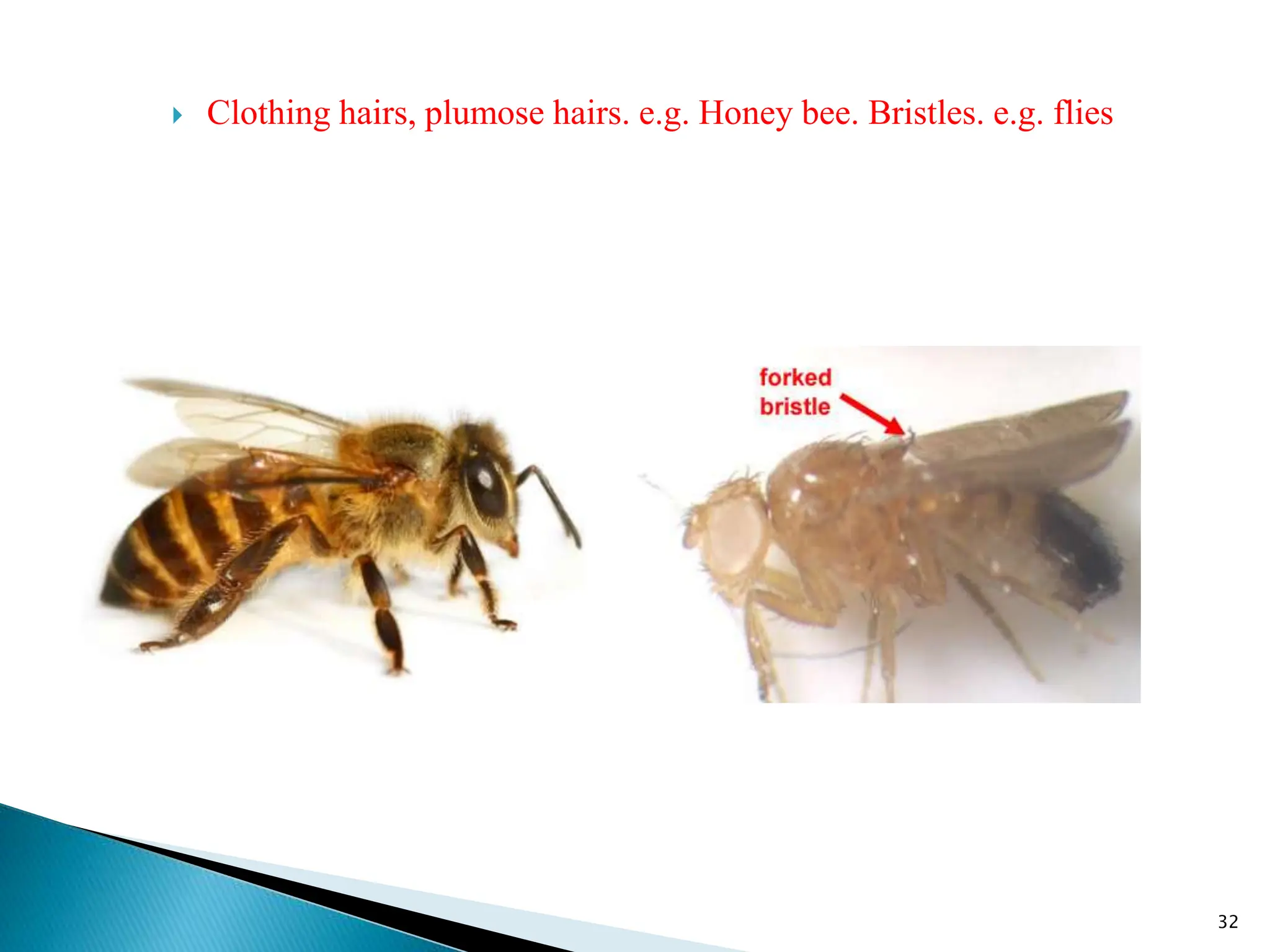 basic entomology with all the anatomy of an insect | PPTX