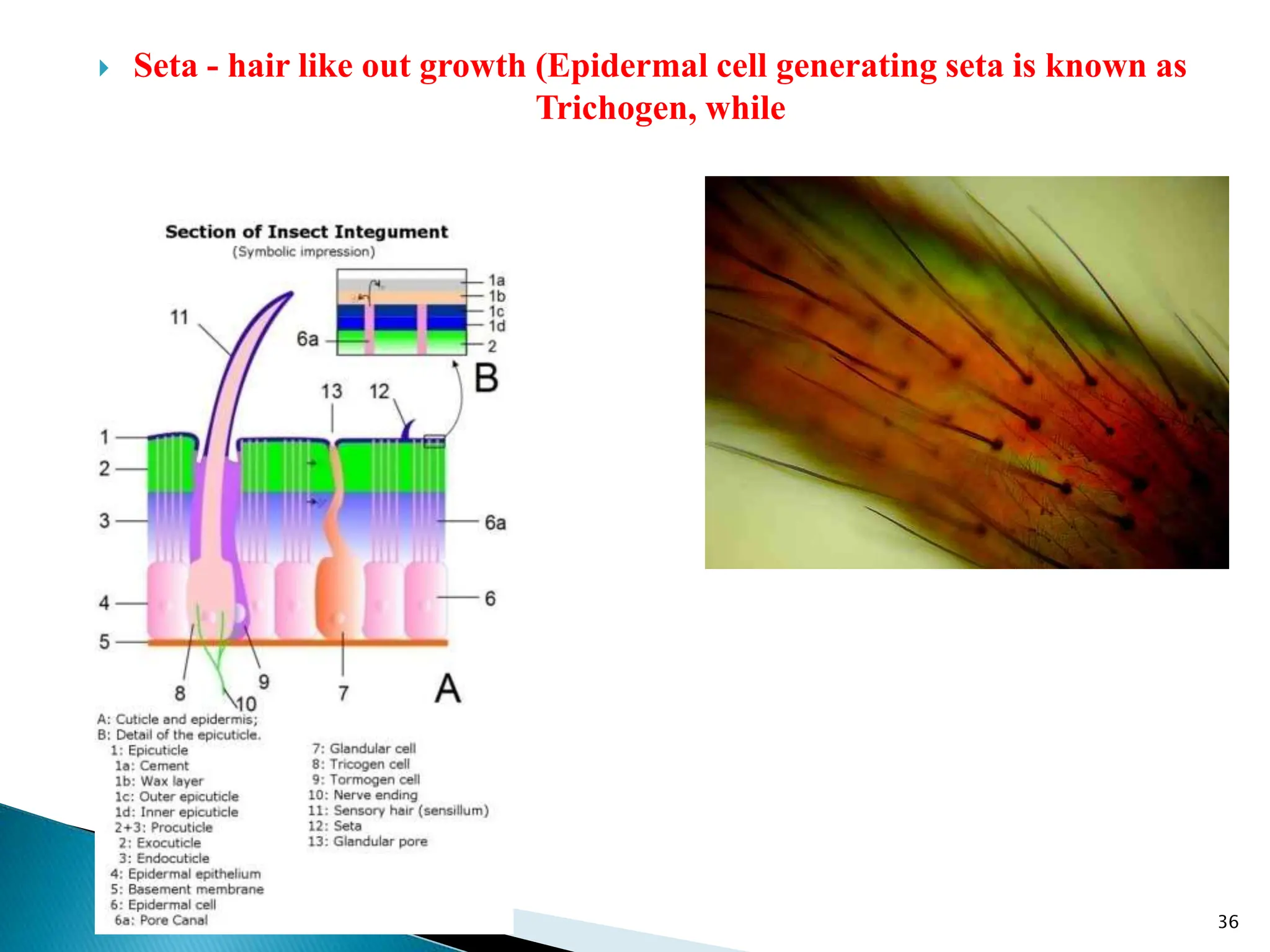 basic entomology with all the anatomy of an insect | PPTX