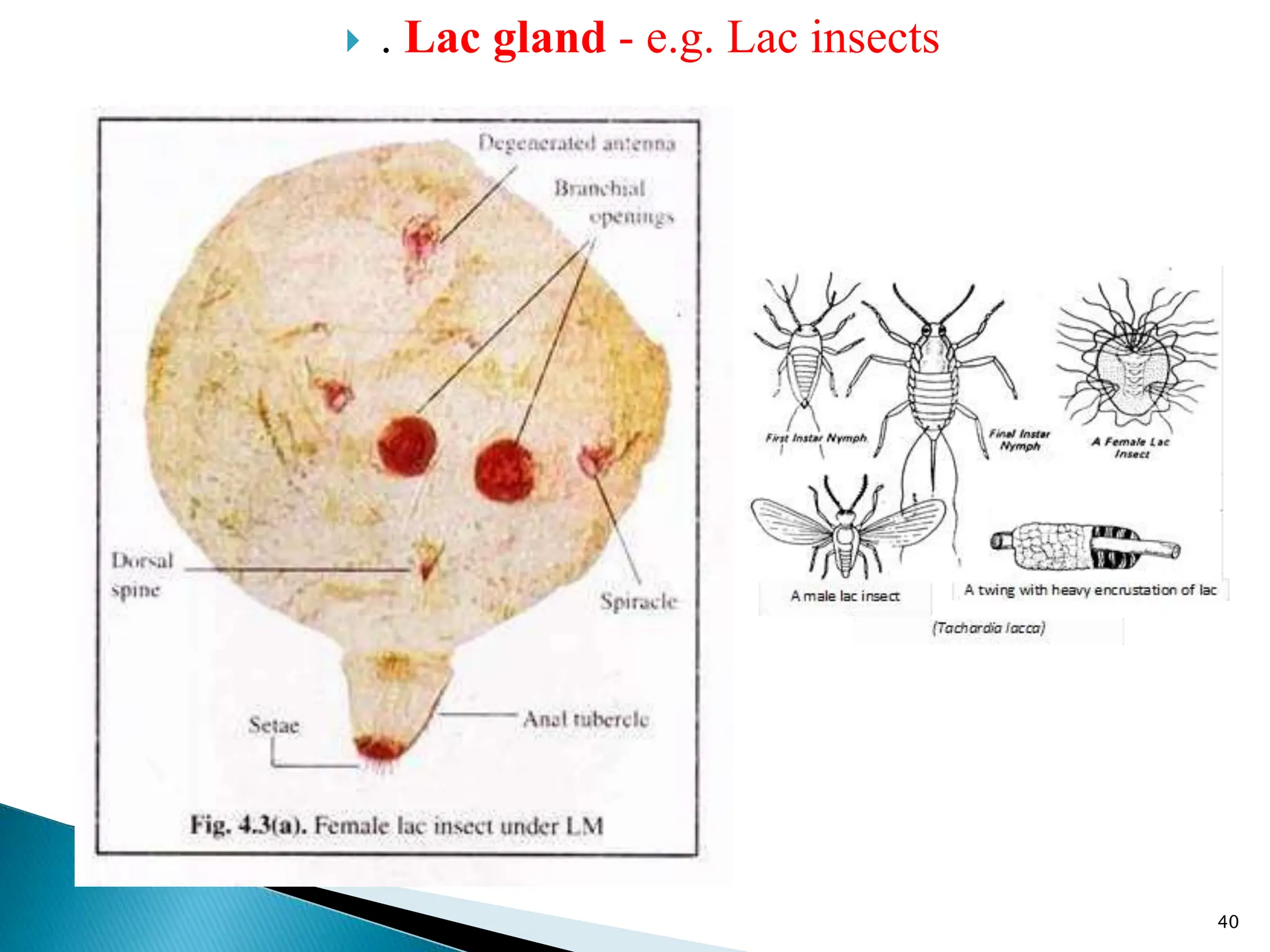 basic entomology with all the anatomy of an insect | PPTX