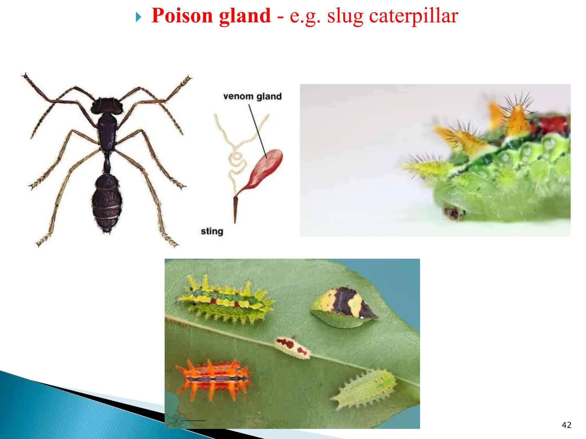 basic entomology with all the anatomy of an insect | PPTX