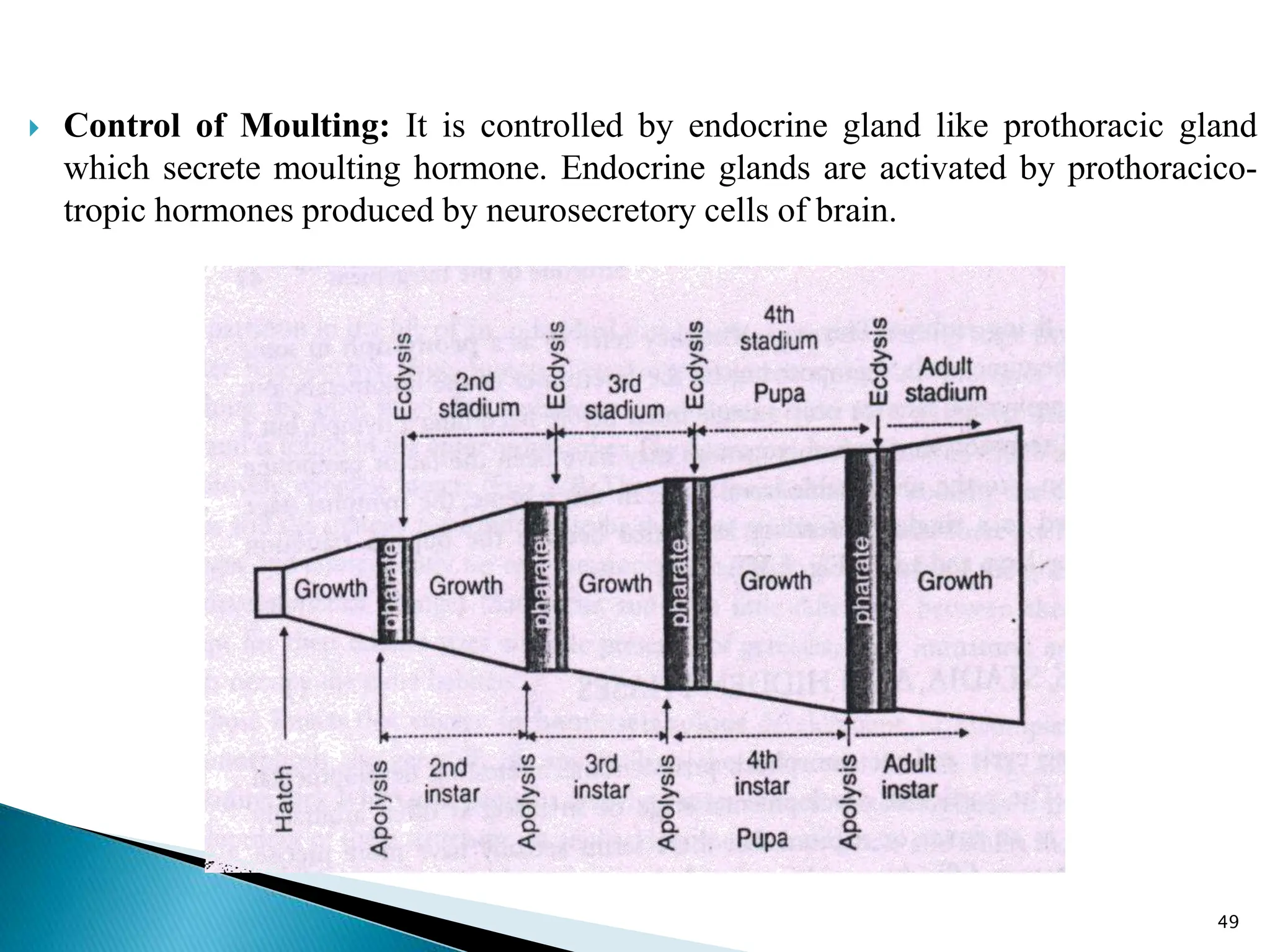 basic entomology with all the anatomy of an insect | PPTX