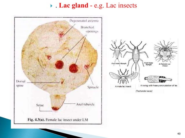 basic entomology with all the anatomy of an insect | PPTX | Beekeeping ...