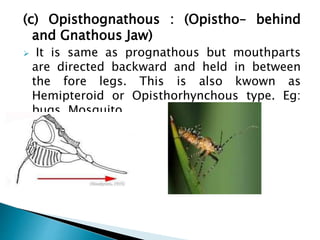 basic entomology with all the anatomy of an insect | PPTX