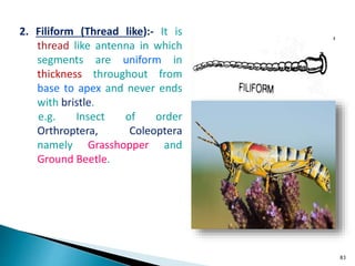basic entomology with all the anatomy of an insect | PPTX