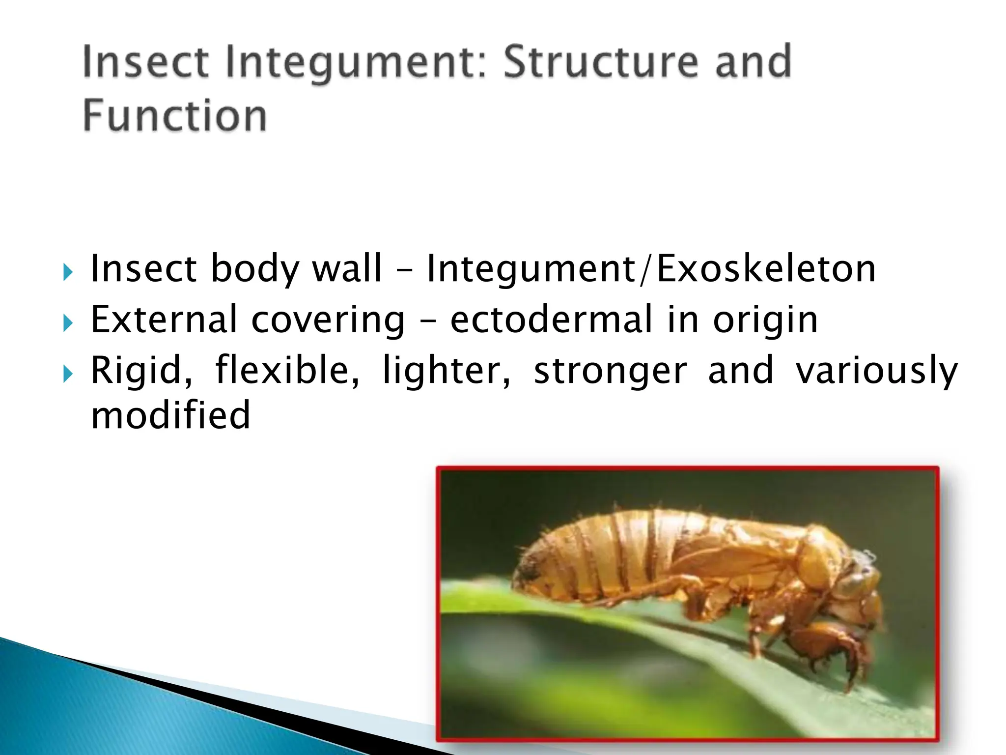 insect morphology and physiology of insect | PPTX