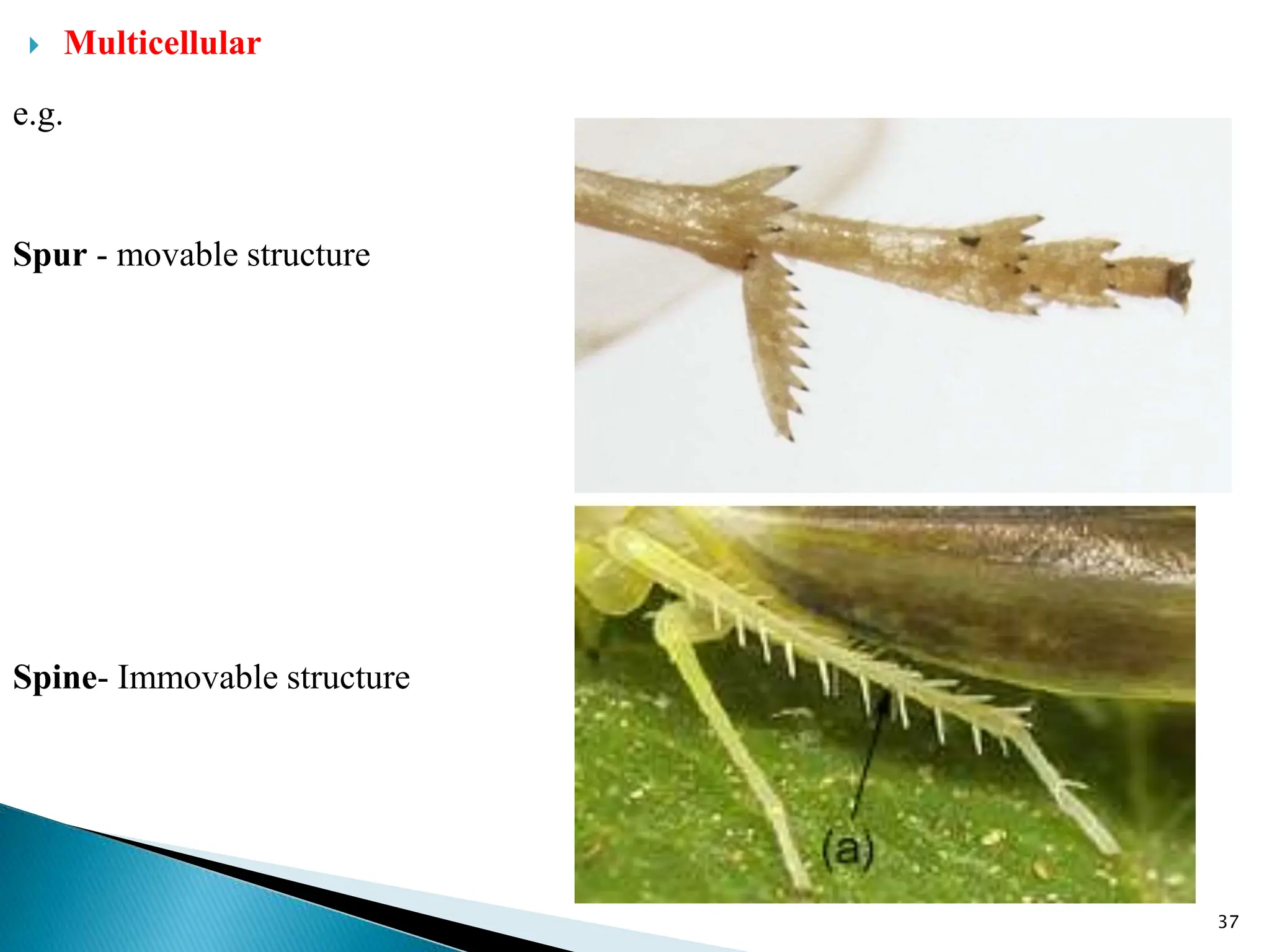 insect morphology and physiology of insect | PPTX
