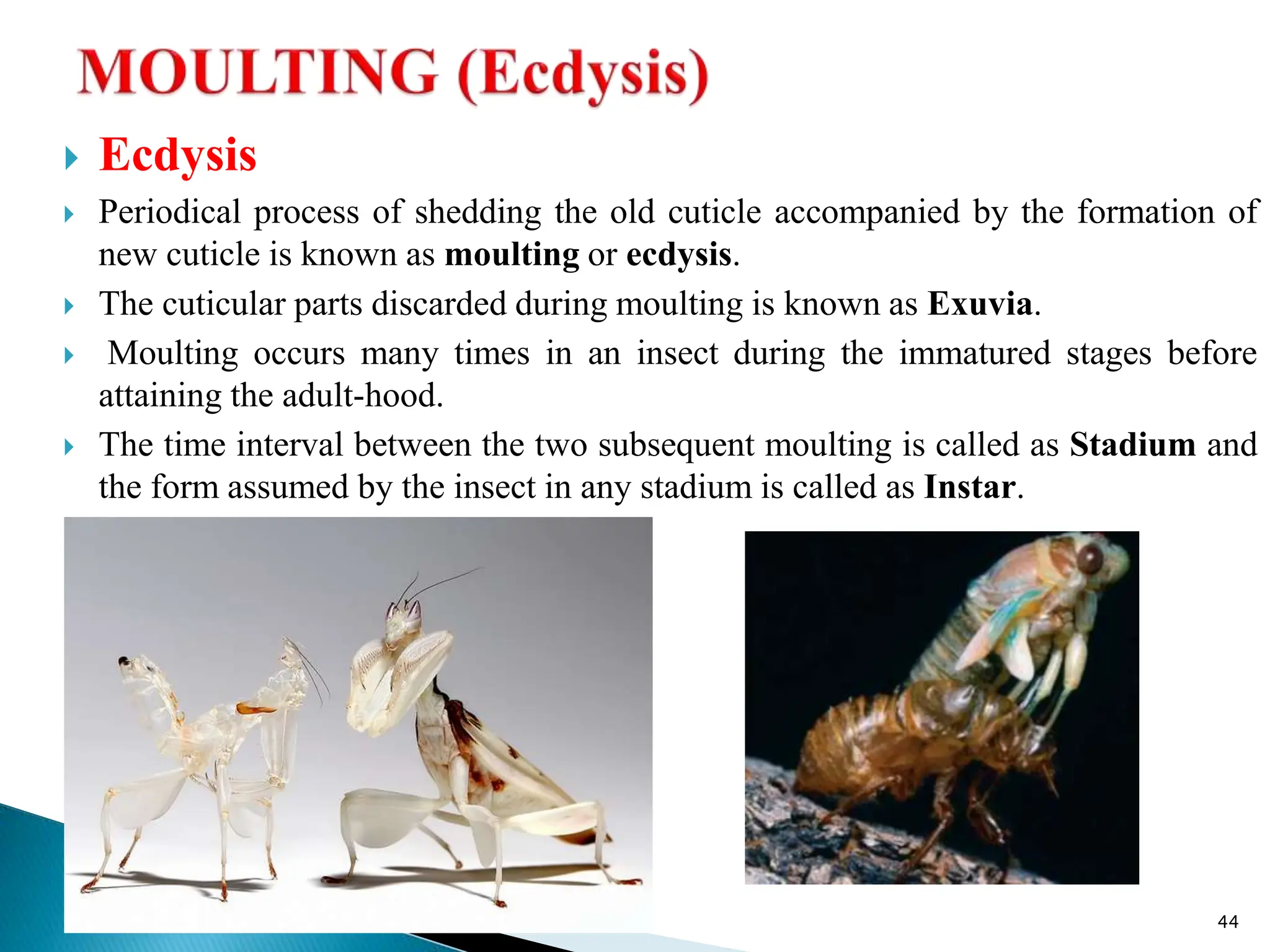 insect morphology and physiology of insect | PPTX