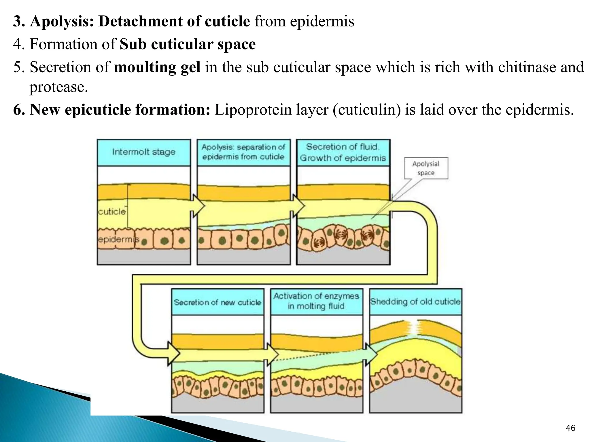 insect morphology and physiology of insect | PPTX