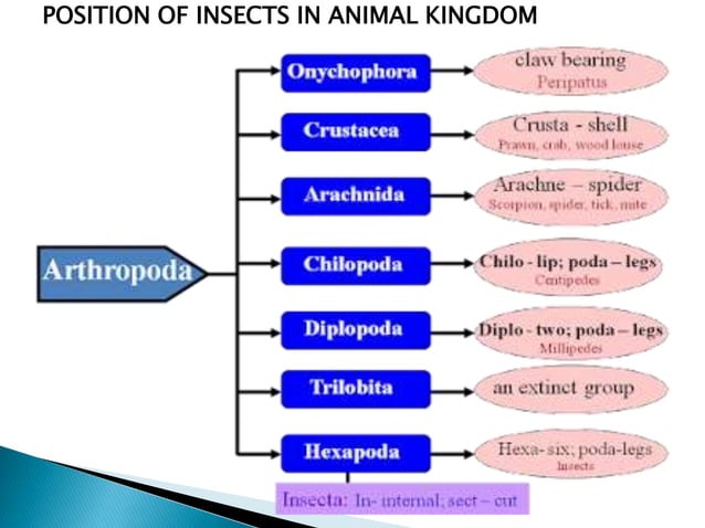 insect morphology and physiology of insect | PPTX | Beekeeping ...