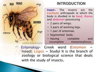 insect morphology and physiology of insect | PPTX
